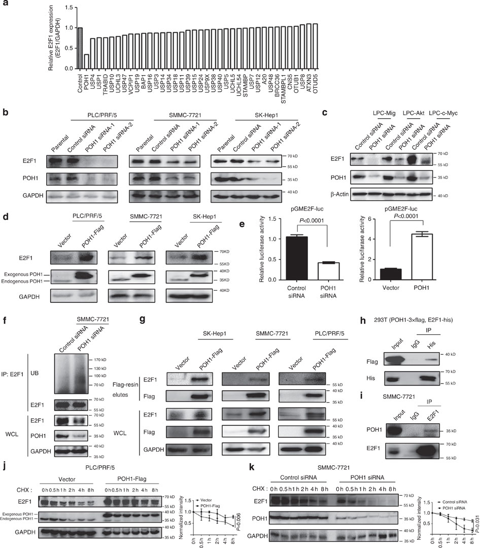 POH1去泛素化并稳定E2F1以促进肿瘤形成。,Nature Communications - X-MOL