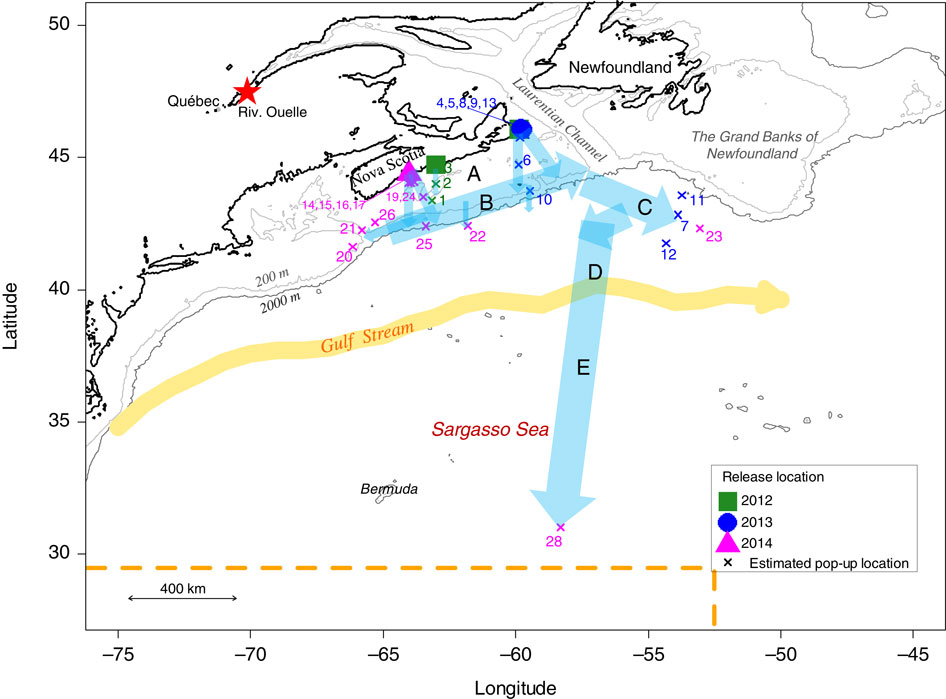 Direct observations of American eels migrating across the continental ...
