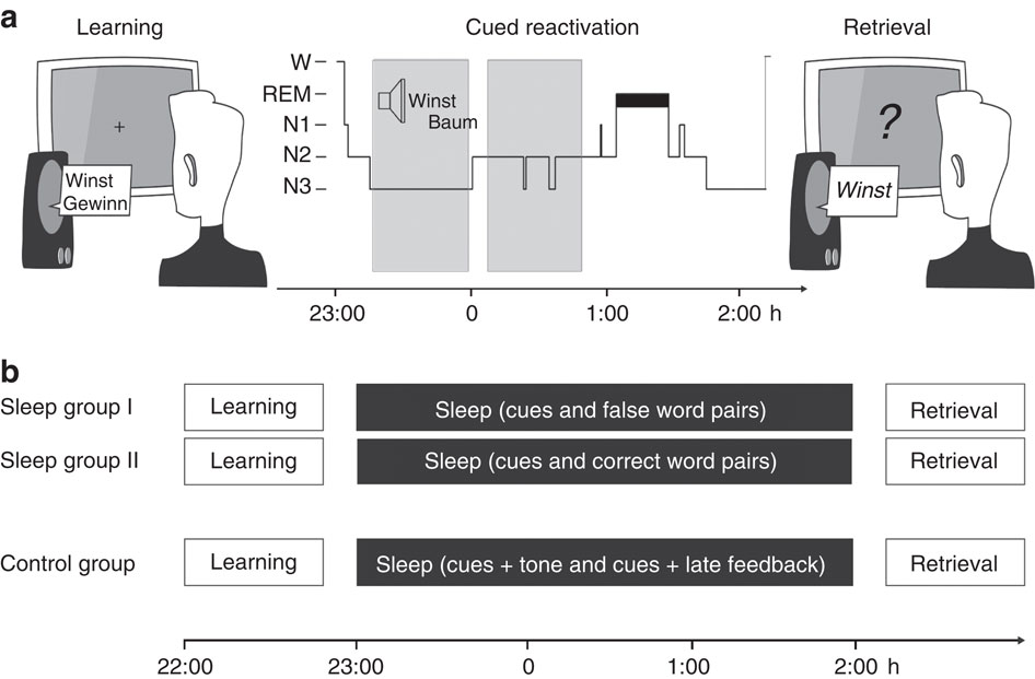 Auditory feedback blocks memory benefits of cueing during sleep.,Nature ...