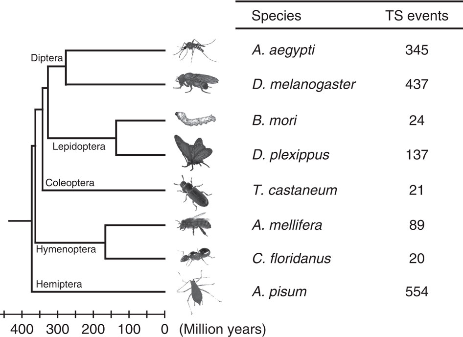 The evolutionary landscape of intergenic trans-splicing events in ...