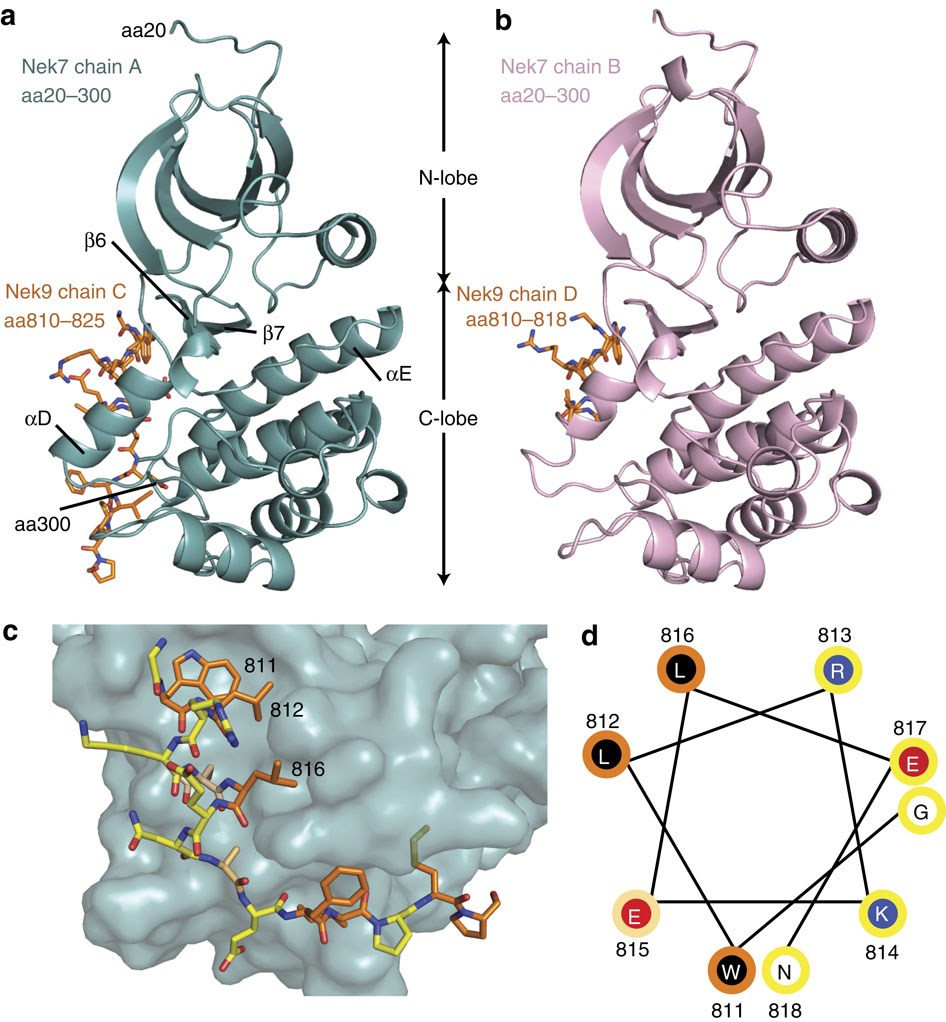 通过 Nek9 结合和诱导二聚化激活 Nek7 的机制基础。,Nature Communications - X-MOL