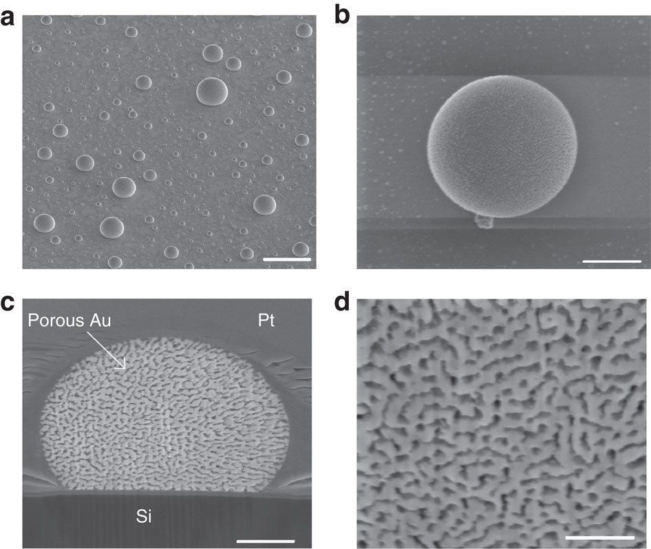 Sponge-like nanoporous single crystals of gold.,Nature Communications ...