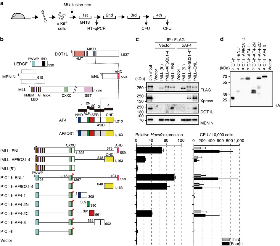 AF4 uses the SL1 components of RNAP1 machinery to initiate MLL fusion ...