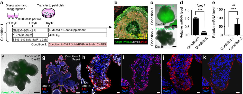 Generation of functional hippocampal neurons from self-organizing human ...