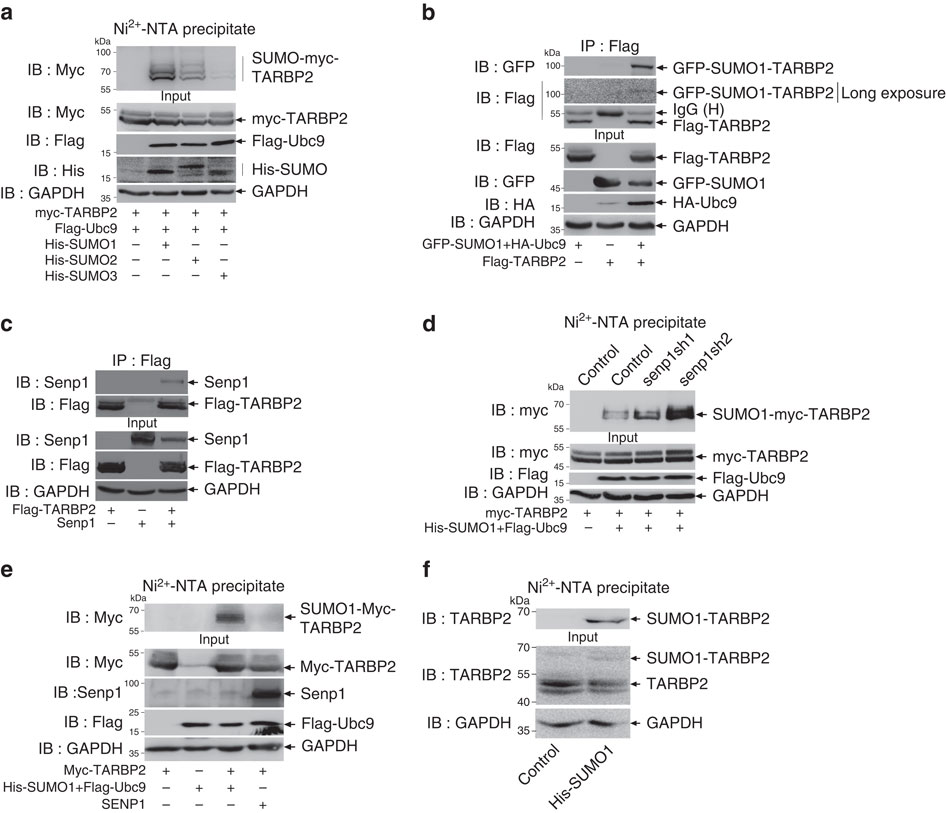 TARBP2的SUMOylation调节miRNA / siRNA效率。,Nature Communications - X-MOL