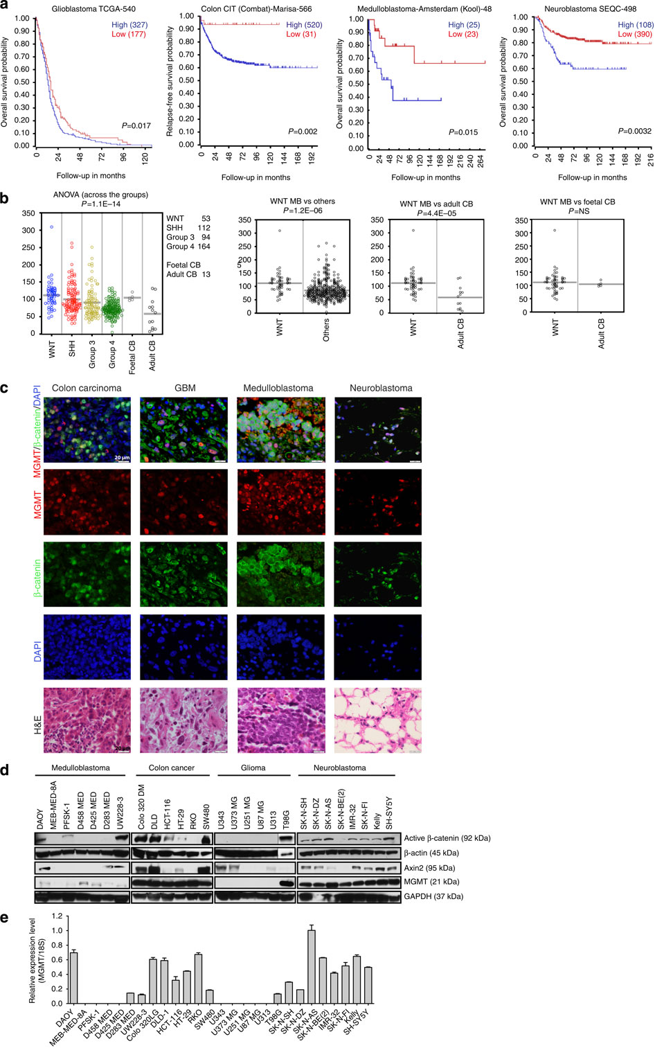 Wnt/β-catenin pathway regulates MGMT gene expression in cancer and ...