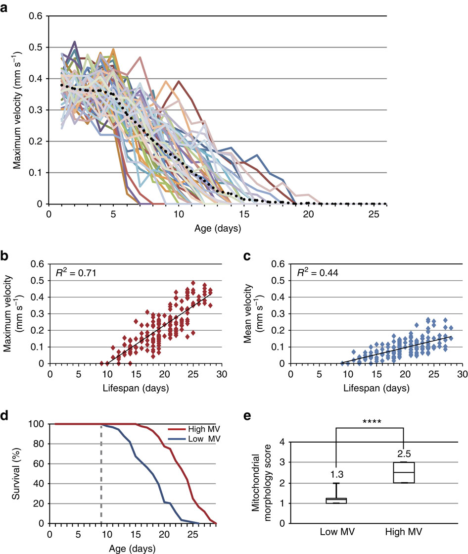C. elegans maximum velocity correlates with healthspan and is ...