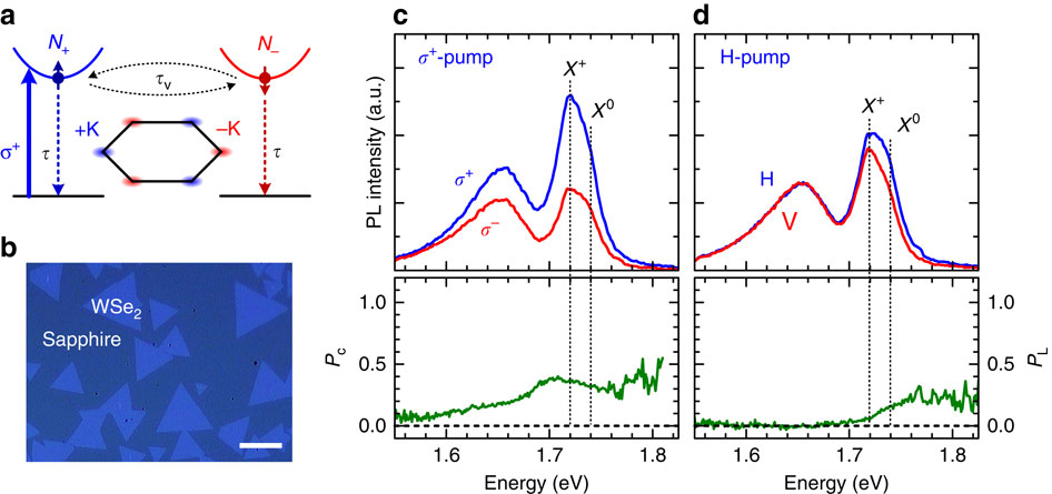 Optically initialized robust valley-polarized holes in monolayer WSe2 ...