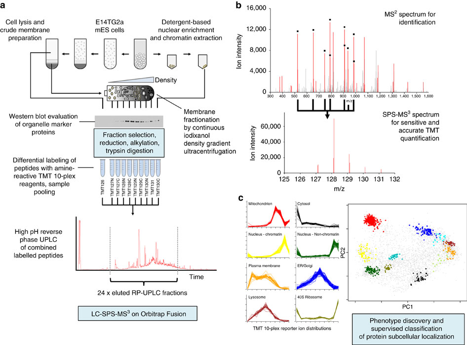 小鼠多能干细胞空间蛋白质组的草图图谱。,Nature Communications - X-MOL