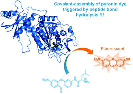 In situ formation of pyronin dyes for fluorescence protease sensing ...