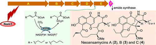 Activating a Cryptic Ansamycin Biosynthetic Gene Cluster To Produce ...