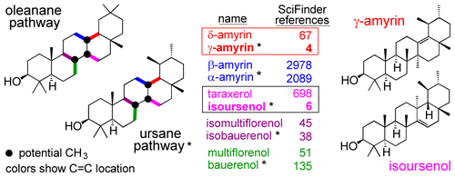 Are Isoursenol and γ-Amyrin Rare Triterpenes in Nature or Simply ...