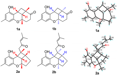 Two Enantiomeric Pairs of Meroterpenoids from Rhododendron capitatum ...