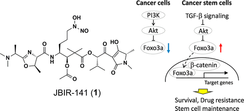 Foxo3a Inhibitors of Microbial Origin, JBIR-141 and JBIR-142,Organic ...