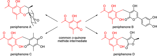 Total Synthesis of Peniphenones A–D via Biomimetic Reactions of a ...