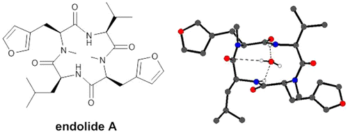 Endolides A and B, Vasopressin and Serotonin-Receptor Interacting N ...