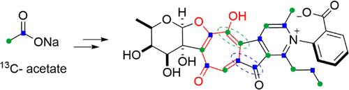 Tropolone Ring Construction in the Biosynthesis of Rubrolone B, a ...