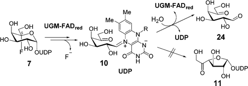 Study of Uridine 5′-Diphosphate (UDP)-Galactopyranose Mutase Using UDP ...