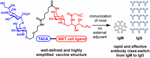 IgG Antibody Response Elicited by a Fully Synthetic Two-Component ...