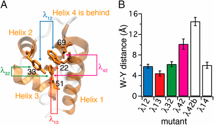 使用多位点荧光探针定位快速蛋白质折叠[化学],Proceedings of the National Academy of Sciences ...