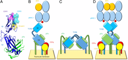 Pre-T-cell receptor binds MHC: Implications for thymocyte signaling and ...