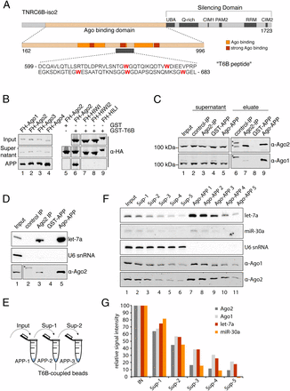 Biochemical isolation of Argonaute protein complexes by Ago-APP ...