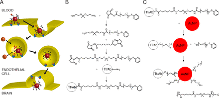 Increased brain uptake of targeted nanoparticles by adding an acid ...