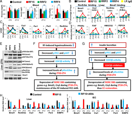将进食转变为昼夜节律休息阶段会使外围时钟与主SCN时钟不一致，并导致代谢综合征[生理学],Proceedings of the ...