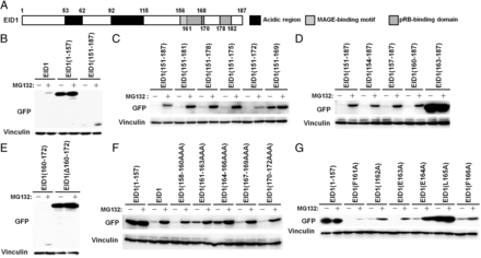 EID1 中的肽降解子被含有孤儿 F-box 蛋白 FBXO21 的 SCF E3 连接酶复合物识别 [细胞生物学],Proceedings ...