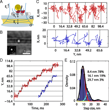 kinesin-1水解循环中核苷酸依赖性结构转变的动力学[生物物理学和计算生物学],Proceedings of the National ...