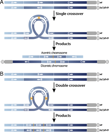 Rare recombination events generate sequence diversity among balancer ...