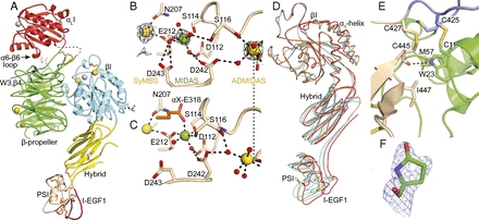 Leukocyte integrin {alpha}L{beta}2 headpiece structures: The {alpha}I ...