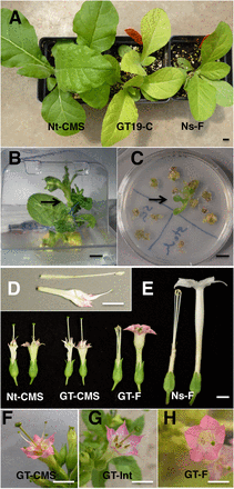 植物线粒体的细胞间运动[植物生物学],Proceedings of the National Academy of Sciences of ...