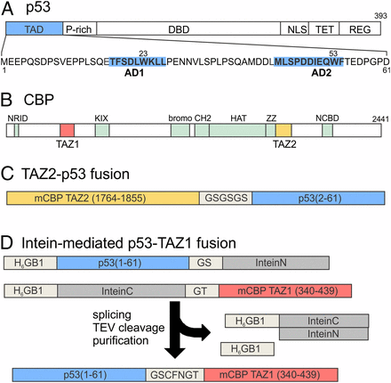 CREB结合蛋白的转录衔接子锌指结构域识别无序的p53反式激活结构域[生物物理学和计算生物学],Proceedings of the ...