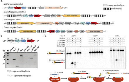 A bacterial Argonaute with noncanonical guide RNA specificity ...