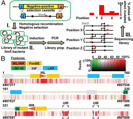 Comprehensive mutagenesis of the fimS promoter regulatory switch ...