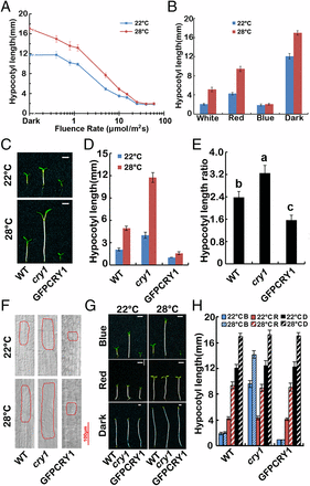 Cryptochrome 1与PIF4相互作用以调节高温介导的对蓝光的下胚轴伸长[植物生物学],Proceedings of the ...