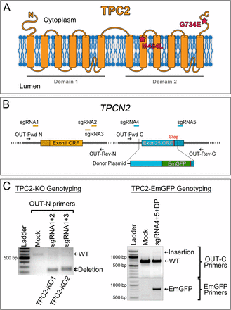 TPC2通过调节黑素体的pH和大小来控制色素沉着[细胞生物学],Proceedings of the National Academy of ...