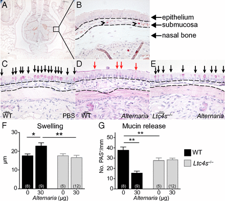 白三烯E4通过G蛋白偶联受体GPR99引起呼吸道上皮细胞粘蛋白释放[免疫学和炎症],Proceedings of the National ...