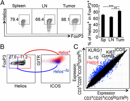 Instability of Helios-deficient Tregs is associated with conversion to ...