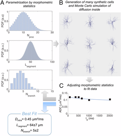 New paradigm to assess brain cell morphology by diffusion-weighted MR spectroscopy in vivo ...