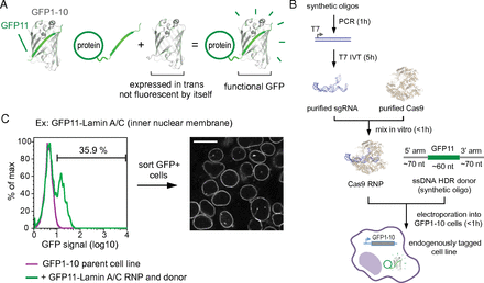 A scalable strategy for high-throughput GFP tagging of endogenous human ...