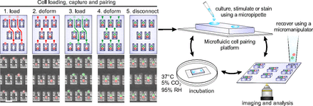 Longitudinal multiparameter assay of lymphocyte interactions from onset ...