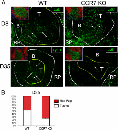 CCR7表达通过调节依赖于IL-7和IL-15的生态位的占有率来改变记忆CD8 T细胞稳态[免疫学和炎症],Proceedings of ...
