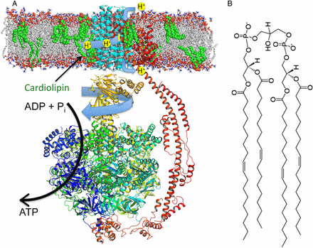Cardiolipin puts the seal on ATP synthase [Biochemistry],Proceedings of ...