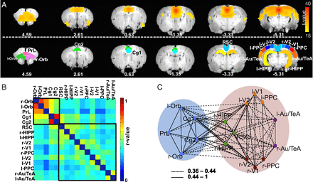 Constituents and functional implications of the rat default mode ...