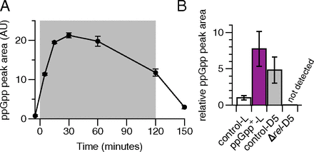 The stringent response regulates adaptation to darkness in the ...