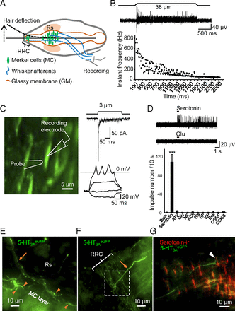Merkel disc is a serotonergic synapse in the epidermis for transmitting ...
