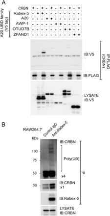 Rabex-5是来那度胺的靶分子，它负调控TLR诱导的1型IFN产生。,Proceedings of the National Academy ...