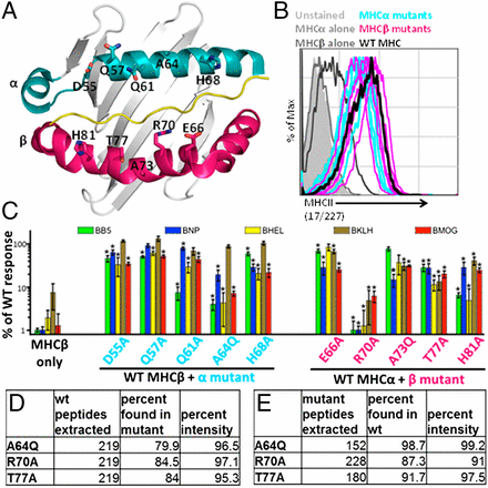 Class II major histocompatibility complex mutant mice to study the germ ...